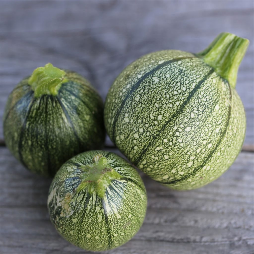 COURGETTE DE NICE A FRUIT ROND AB | Les jardins 2 demain